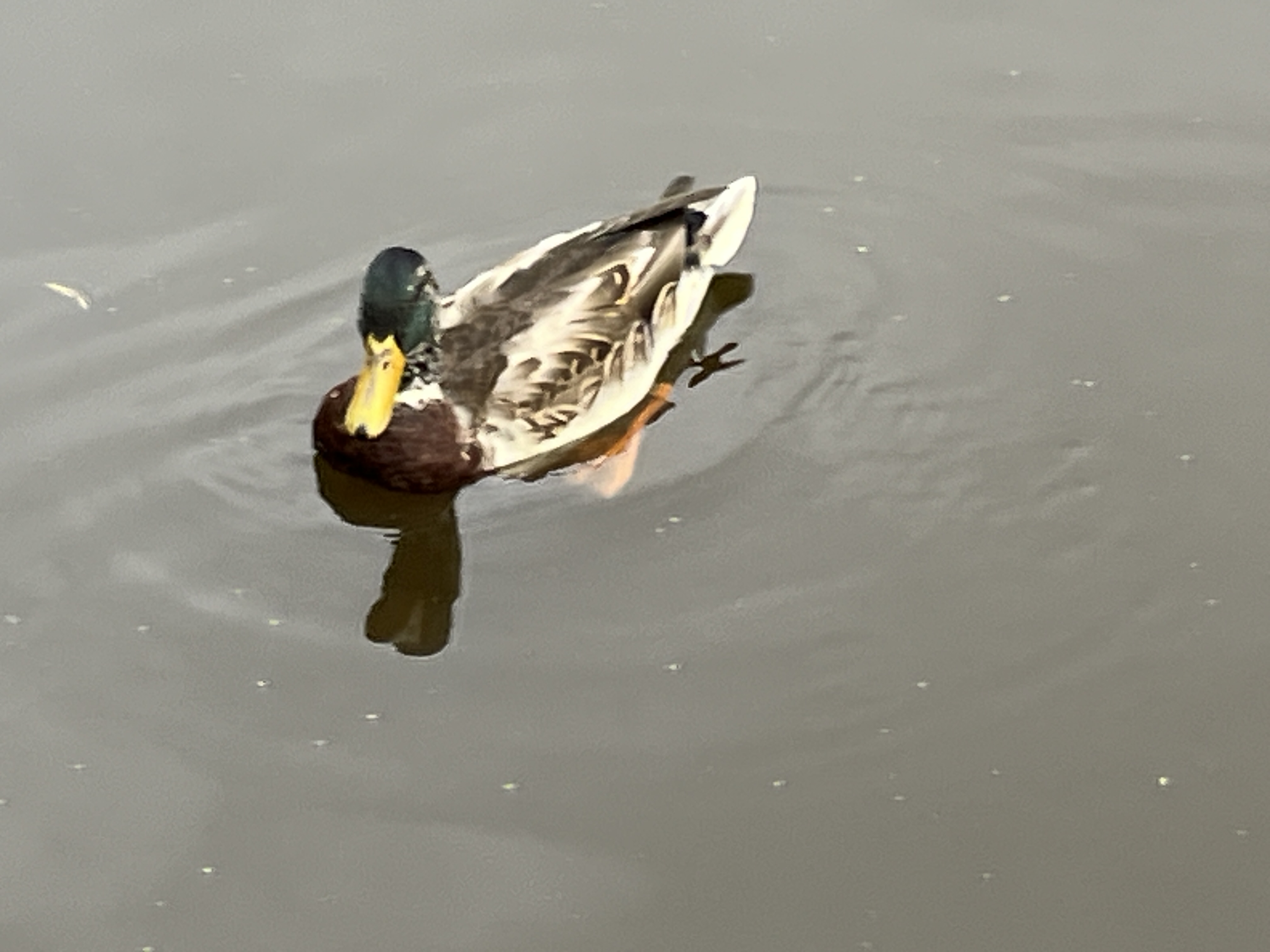 Countryside – with Nicola Weir (and me!)